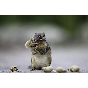 Wakefield Extra Large Virginia Peanuts for Animals, 25 LBS