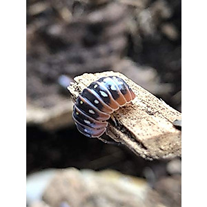 Bugzy Bugs Clown Isopods 10 Count Armadiliidium Klugii Montenegro Roly Poly Insects Cleanup Crew for Terrarium Reptile Pet Food (10 Count)