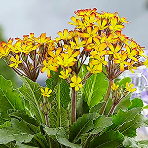 YEGAOL Garden 50Pcs Primula Seeds Primrose Polyanthus Seeds Perennial Annual Hardy Non-GMO Indoor Outdoor Potted Plant Flower Seeds