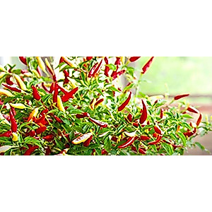 Small Thai Chili Hot Pepper Seeds - Hot Heirloom Chili from Thailand(25 - Seeds)