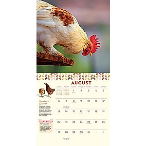 How to Speak Chicken Wall Calendar 2023: A Year of Chickens Doing What They Do & Saying What They Say