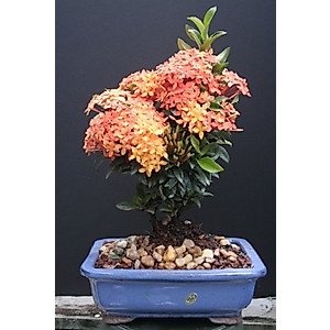 Large Ixora Petite Orange Bonsai Tree by Sheryls Shop