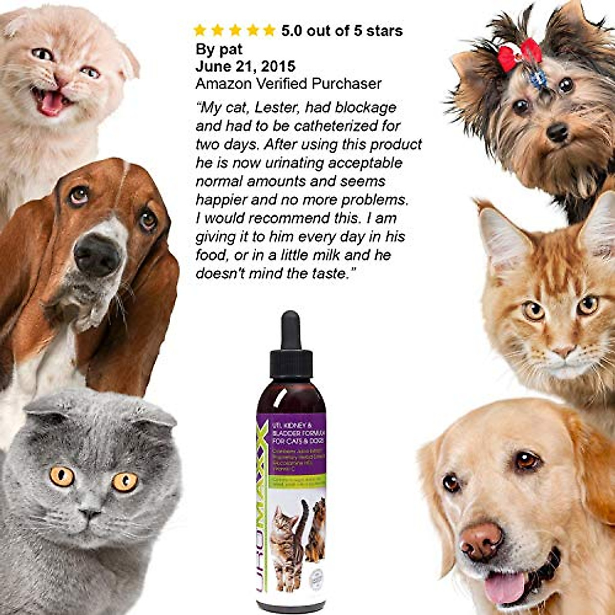 UroMAXX Urinary Tract, Kidney & Bladder Formula for Cats and Dogs, 6 oz Bottle. Premium Pack