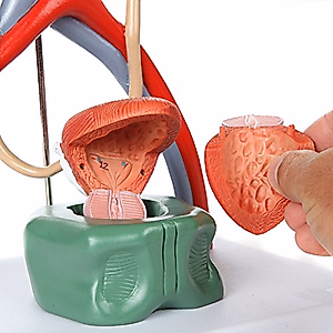 Axis Scientific Anatomy Model of Male Urinary System | Urinary System Model is 13.5 Inches Tall | Features Kidneys with Adrenal Glands, Ureters, and Bladder | Includes Product Manual