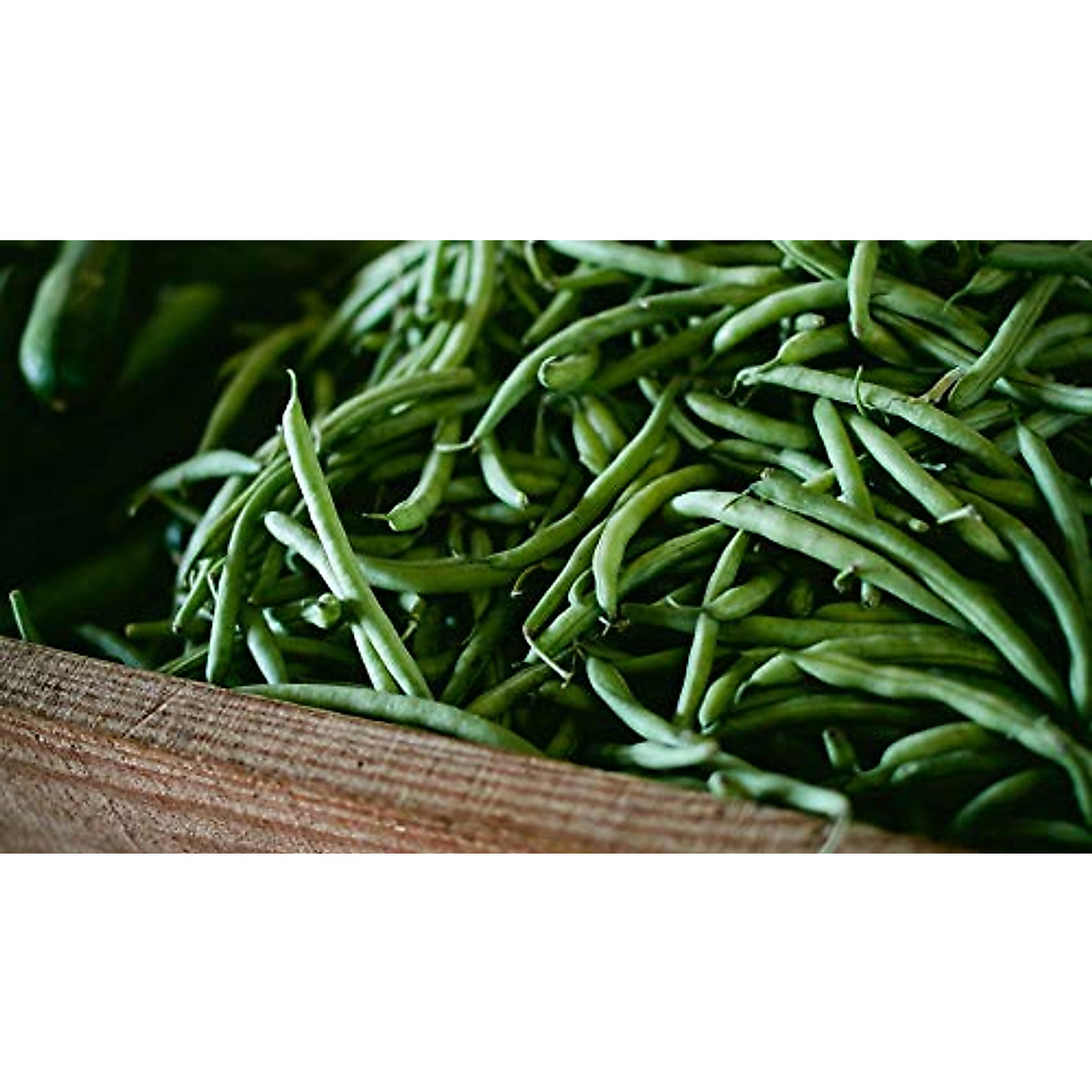 Provider Bush Green Bean Seeds for Planting, 30+ Heirloom Seeds Per Packet, (Isla's Garden Seeds), Non GMO Seeds, Botanical Name: Phaseolus vulgaris, Great Home Garden Gift