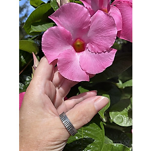 Whitney Howard Designs Piano Ring for Women or Men - Minimalist Comfort Fit Open Adjustable Pewter Ring - Musician Piano Player Gift