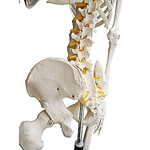 Wellden Medical Anatomical Human Skeleton Model, 170cm, Life Size, w/Nerves, Vertebral Arteries, Stand Included
