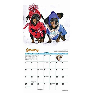 Crusoe the Celebrity Dachshund 2021 Mini Wall Calendar (Dog Breed Calendar)
