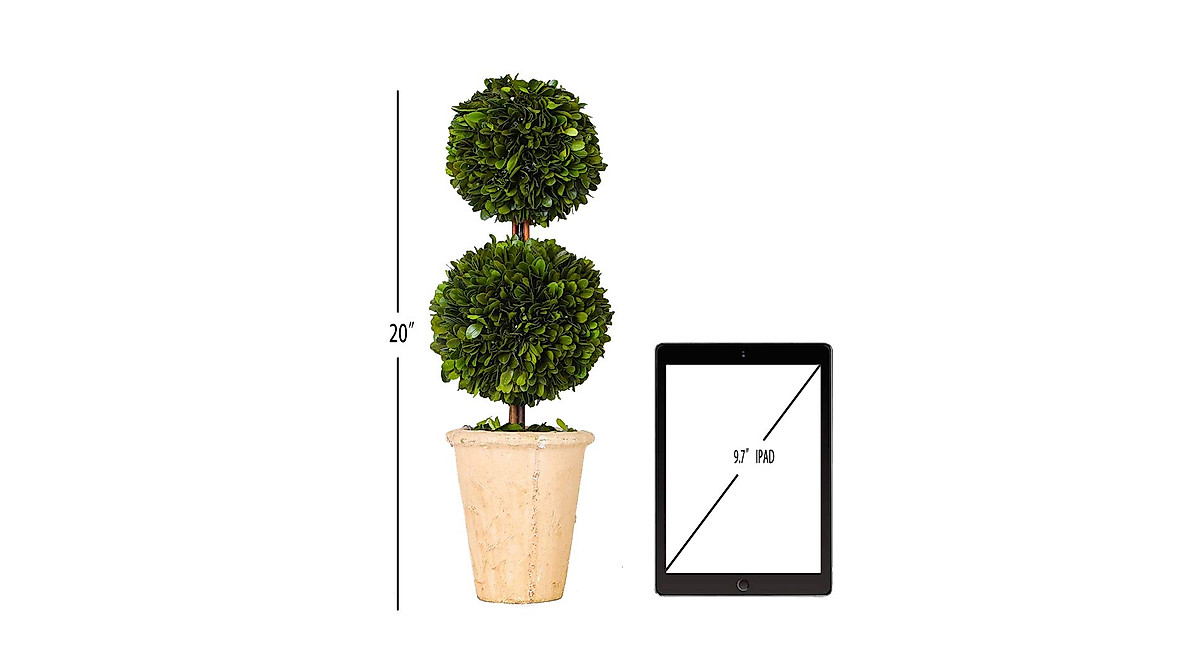 Boxwood VALLEY Preserved Topiary Tree - Home Decor