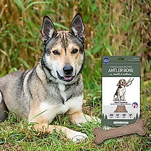 Antler and Himalayan Cheese Dog Chew | Long Lasting, Stain Free, Protein Rich, Low Odor | 100% Natural, Healthy & Safe | No Lactose, Gluten Or Grains | Antler Bone | for Dogs 45 Lbs & Smaller
