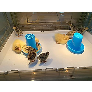 HKDQ Chick Brooder,Brooder Box for Chicks,Brooder Heater Warms up to 20 Chicks,with Pet Pee Pad(55L)