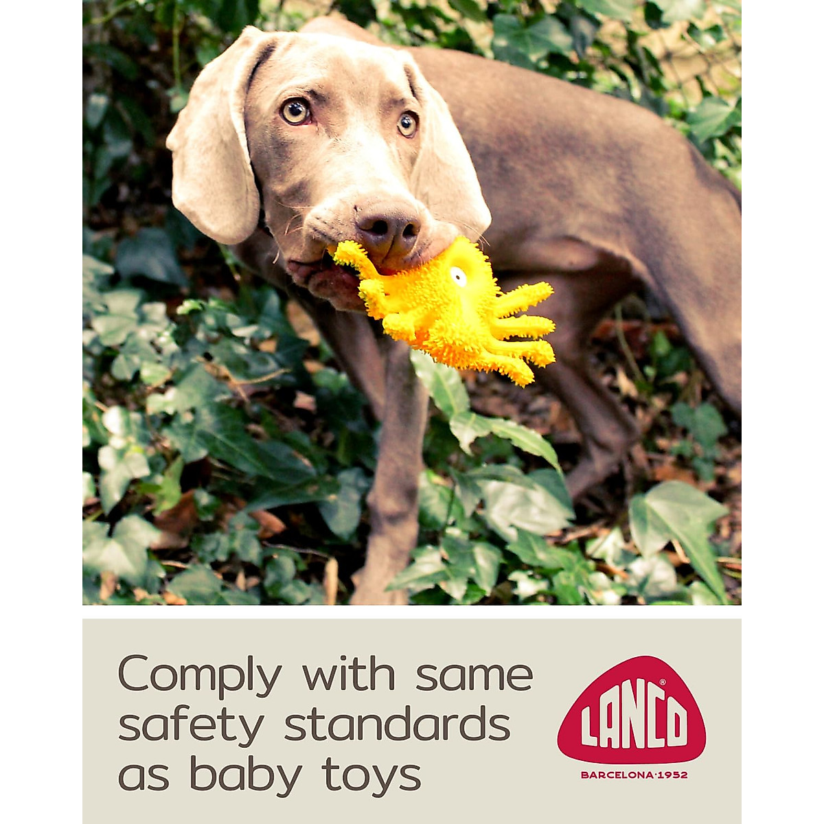 Sensory Spider - Squeaky Dog Toys - Medium Breeds - Natural Rubber/Latex - Comply with Same Safety Standards as Baby Toys