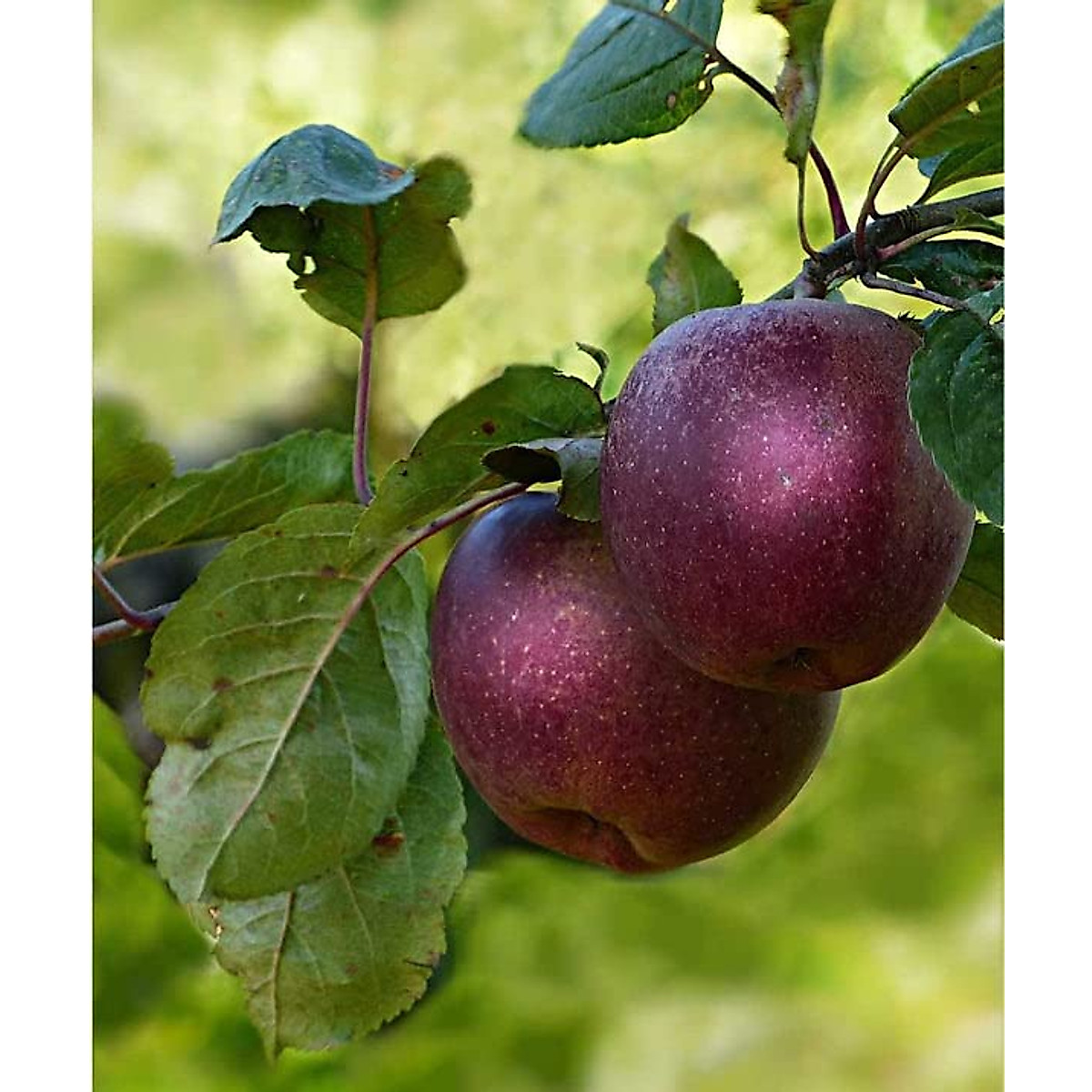 Pixies Gardens (5 Gallon Potted Set of Two Plants) Arkansas Black Apple Tree- Produces Lots of Succulent Sweet Apples- As an Eating Apple Late-Maturing Medium-Sized Apple Deep Red Looks Almost Black.
