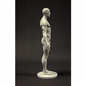 Male Anatomy Figure: 11-inch Anatomical Reference for Artists (Grey)