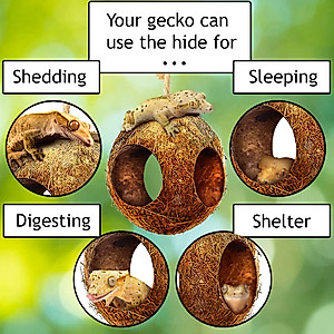 SunGrow Leopard Gecko Coco Hut, Gecko Climbing Accessories, Raw Coconut Shell Reptile Hide, Terrarium Habitat Décor, 2.5” Opening Diameter, with Fiber Loop for Hanging (3-Holes)