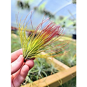 The Drunken Gnome AIR Plants – Andreana – 3 Pack - air Purifying Flowering Tillandsia for Terrarium, Fairy Garden Starter kit, Home Office, Indoor Outdoor, Corporate Gift (3 Pack)