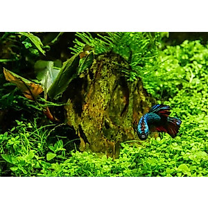 Marcus Fish Tanks - 3X Dwarf Baby Tears Hemianthus Callitrichoides Live Aquarium Plants