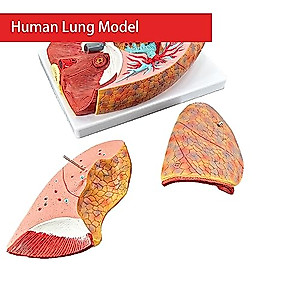 Veipho Human Lung Model, Respiratory System Model with 51 Parts Indication Signs, 7 Removable Parts Life Size Lung Model, Lung Anatomical Model, Includes Heart and Throat & Base and Chart