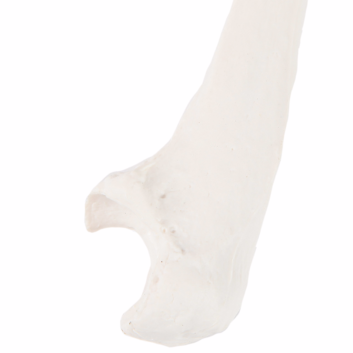 Axis Scientific Ulna Bone Model | Left | Cast from a Real Human Ulna Bone l Forearm Bone Model Has Realistic Texture and Important Bony Landmarks