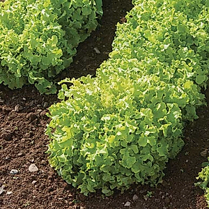 Salad Bowl Lettuce Seeds for Planting, 1000+ Heirloom Seeds Per Packet, (Isla's Garden Seeds), Non GMO Seeds, Botanical Name: Lactuca Sativa, Great Home Garden Gift
