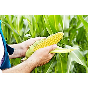 200+ Corn Seeds for Planting (4 Varieties) Glass Gem Corn, Sweet Corn, Silver Queen Corn, red Corn Non-GMO Heirloom, 90% Germination Rates Open Pollinated
