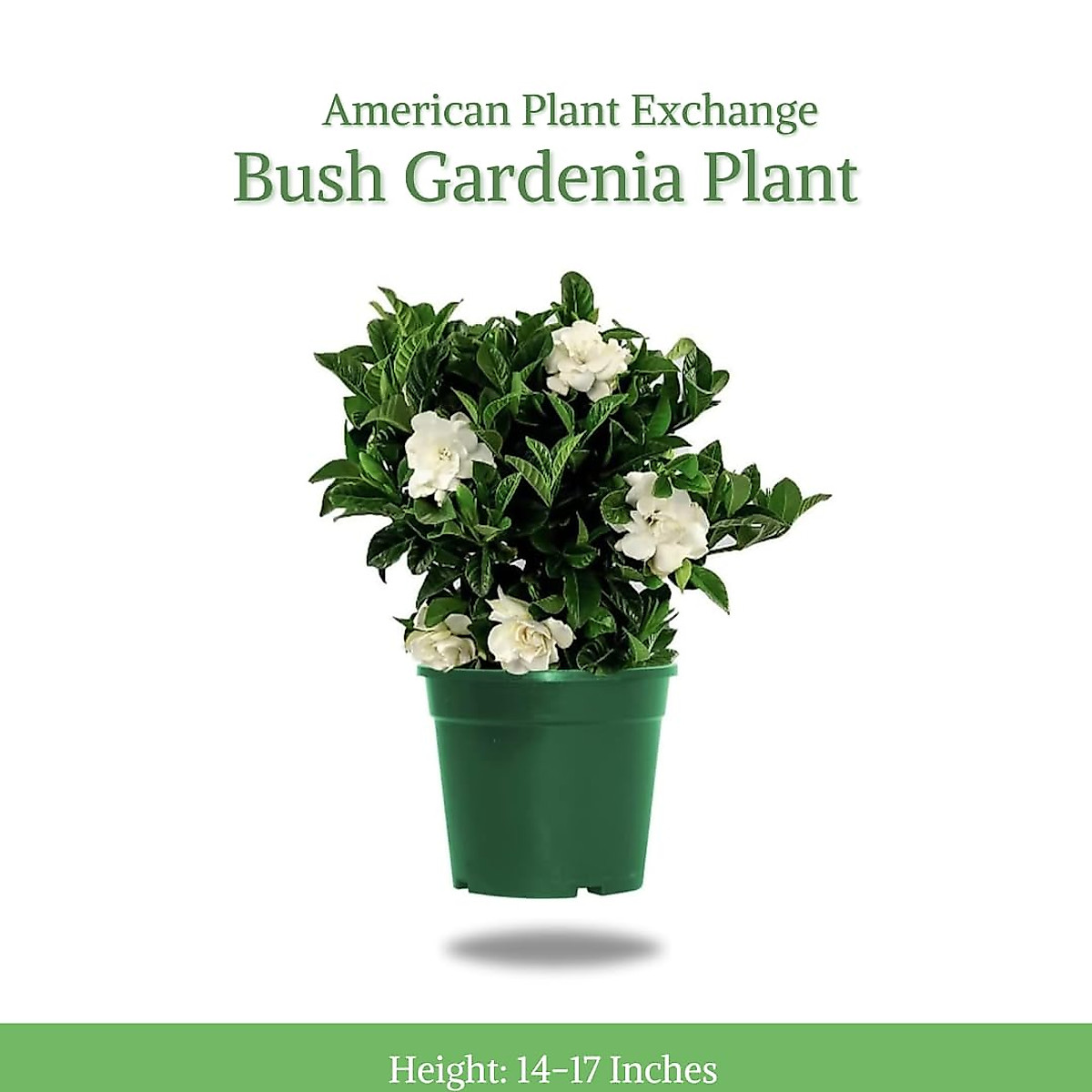 American Plant Exchange Gardenia Veitchii Bush, Fragrant White Flower Blooms, Live Gardenia Plant, 6-Inch, Ideal for Home and Garden Decor
