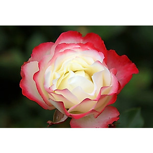 Rose Seeds Double Delight Rose Seed Flower Seeds - 20+ Rose Flower Seeds for Planting