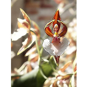 Orchid Love- The World's Greatest Orchid Food!(Net 32 fl oz. concentrate: yields 16 to 32 gallons)