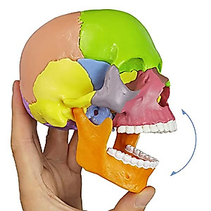 HADWYN New Update Anatomy Skull Model,15-Parts Puzzle Colorful Medical Skull Model for Kids,Human Anatomy Exploded Skull Detachable Medical Dental Clinic Teaching Equipment,with Detailed Color Manual