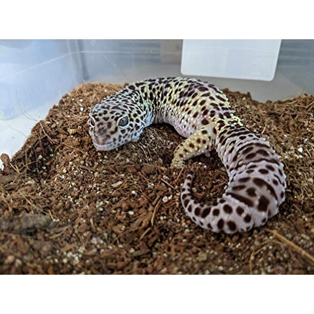 Josh's Frogs Dig-It (10 Quarts)- Substrate for Burrowing Lizards, Invertebrates, Lay Boxes and Humid Hides