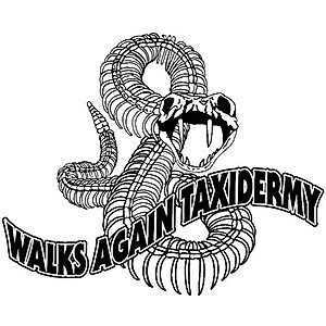 Walks Again Taxidermy Dermestid Beetles (2500+)