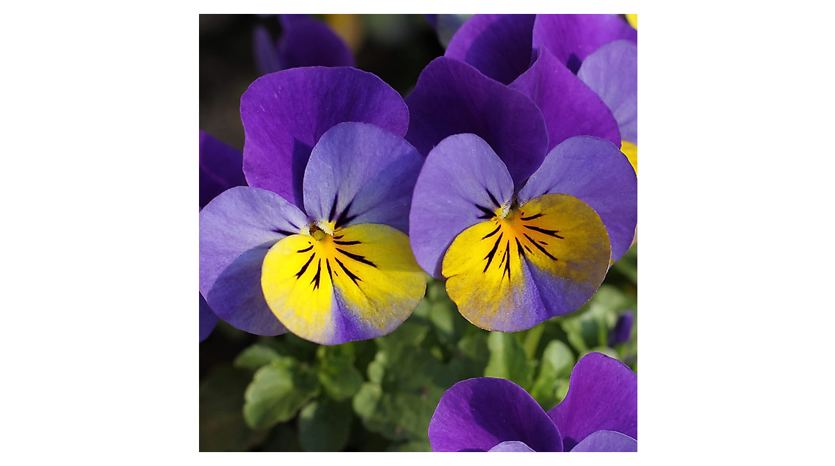 Johnny Jump Up Seeds - Easy to Grow & Pollinator Friendly
