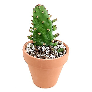 Joseph's Coat Cactus (2" Plastic Pot) - Live. Healthy Cactus - Opuntia monacantha - Barbary Fig Cactus - Prickly Pear Cactus