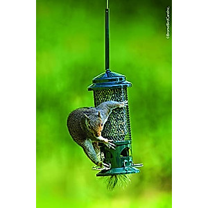 Squirrel Buster Standard Squirrel-proof Bird Feeder w/4 Metal Perches, 1.3-pound Seed Capacity, garden green