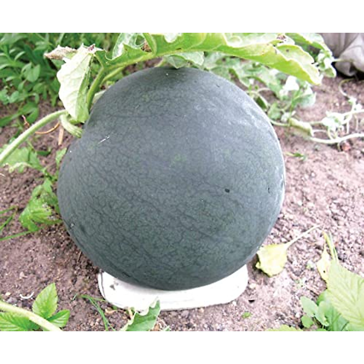 SeedsUP - 30+ Black Beauty Watermelon - Fruit seeds.
