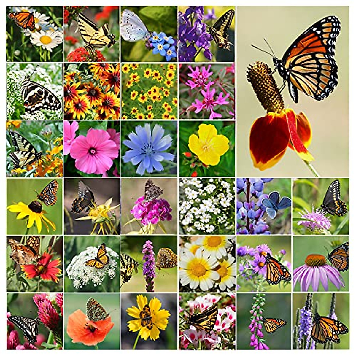 Perennial Wildflower Seeds Package with 31 Different Varieties 100,000+ Seeds, Hummingbird and Butterfly Garden Seeds, Popular Perennial Flower Seeds, Non-GMO Wildflower Seeds Mix for Your Garden