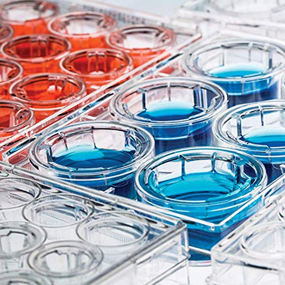 Grow Cells with Olympus 24-Well Tissue Culture TC Treated Plates, Sterile, Individually Wrapped, Flat Bottom Wells, 100 Treated Cell Culture Plates/Unit