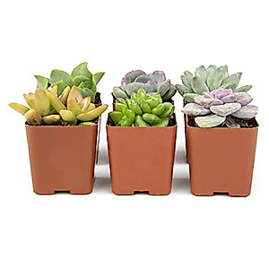 Succulents Plants Live (6PK) Potted Succulent Plants Live House Plants, Cactus Plants Live Plants Indoor Plants Live Houseplants, Indoor Plant Succulents Live Plant House Plant by Plants for Pets