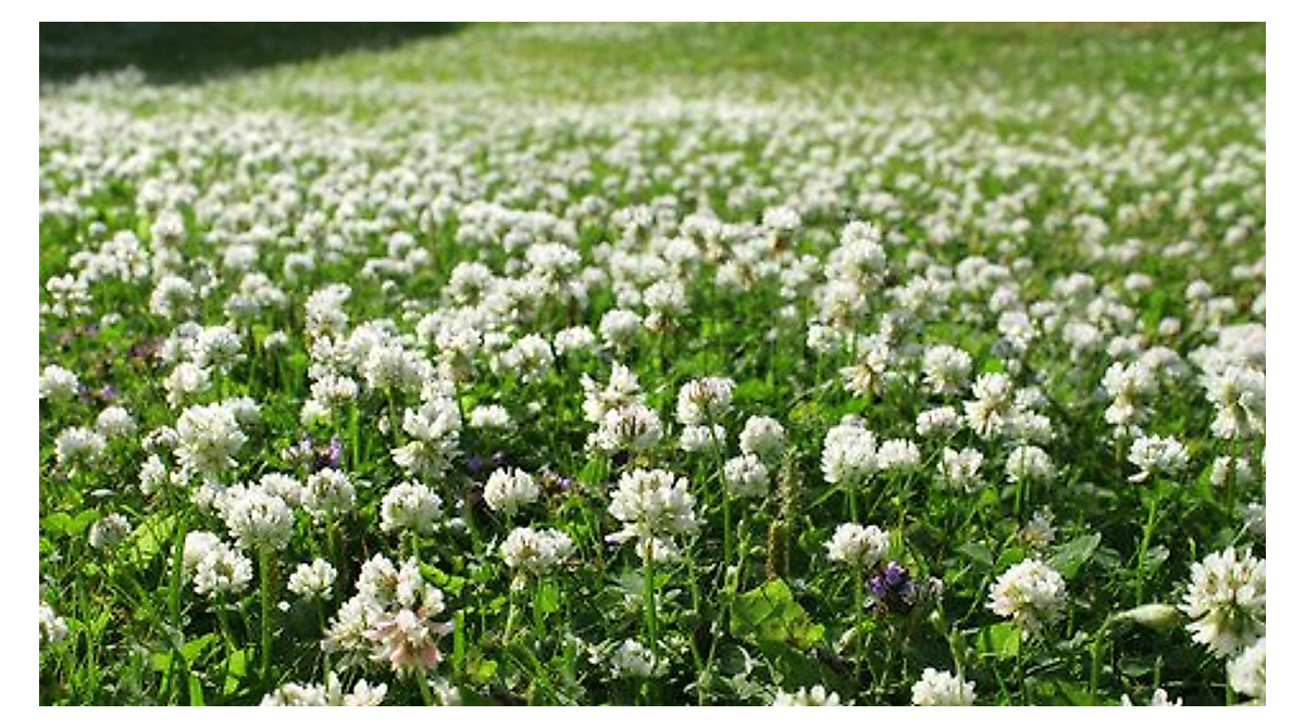White Dutch Clover 10 Pounds for Erosion Control & Soil Health