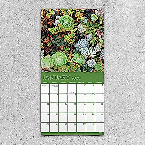 2020 Succulents Wall Calendar