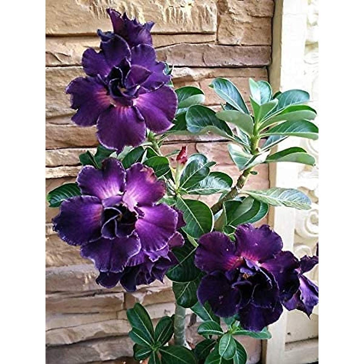 4 Rare Purple Desert Rose Seeds Adenium Obesum Flower Perennial Exotic Tropical, Potted Plant & Bonsai, Easy to Grow -QAUZUY GARDEN