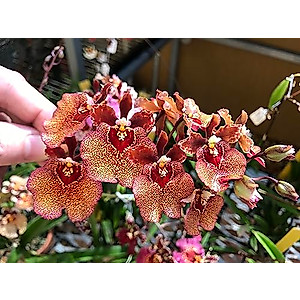 Nutricote. Timed Release Fertilizer. 18-6-8 180 Day. 2 Pounds. Orchids, Plants