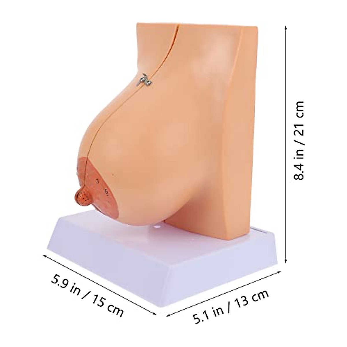 iplusmile Model of The Female Breast Human Breast Anatomy Model Lactation Teaching Nursing Trainning Education Tools for Medical Students and Teachers