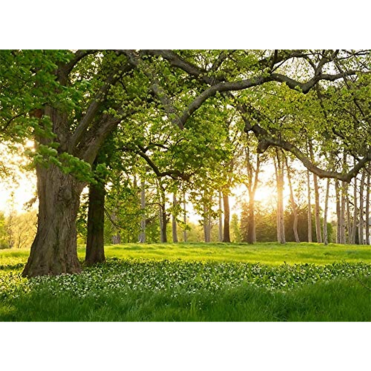 Leowefowa 7X5FT Spring Backdrop Rural Forest Trees Backdrops for Photography Blooming Flowers Green Grassland Nature Vinyl Photo Background Kids Adults Outdoor Travel Portraits Studio Props