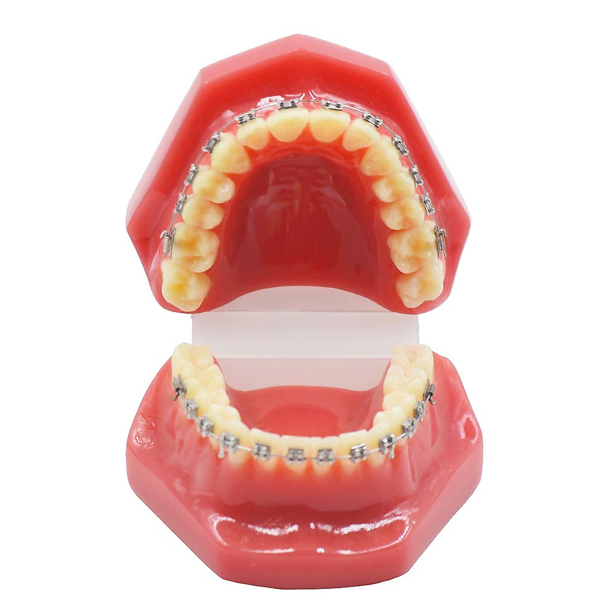 Dental Orthodontic Metal Brcket with Typodont Teeth Model