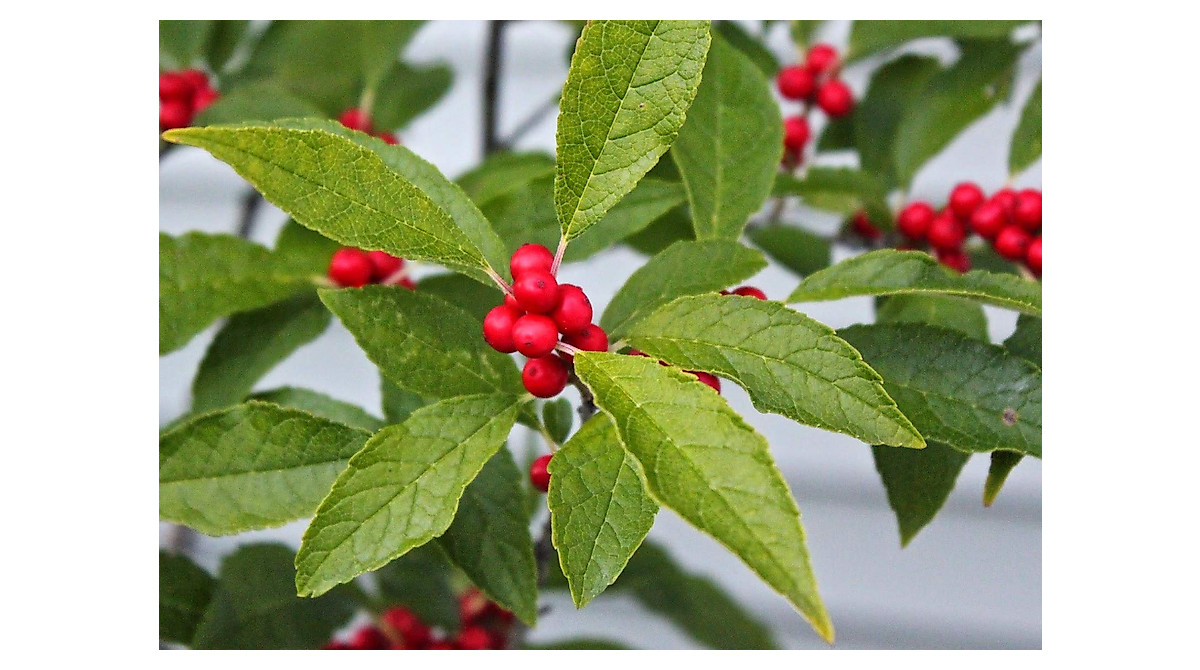 Buy 1187 Red Holly Seeds - Non-GMO & Organic