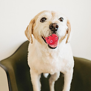 Interactive Food Dispensing Small Dog Toy, Treat Ball Pet Food Ball, Interactive Training Slow Feeder Toy Food Dispenser Slow Feeder for Small Dogs (Red)