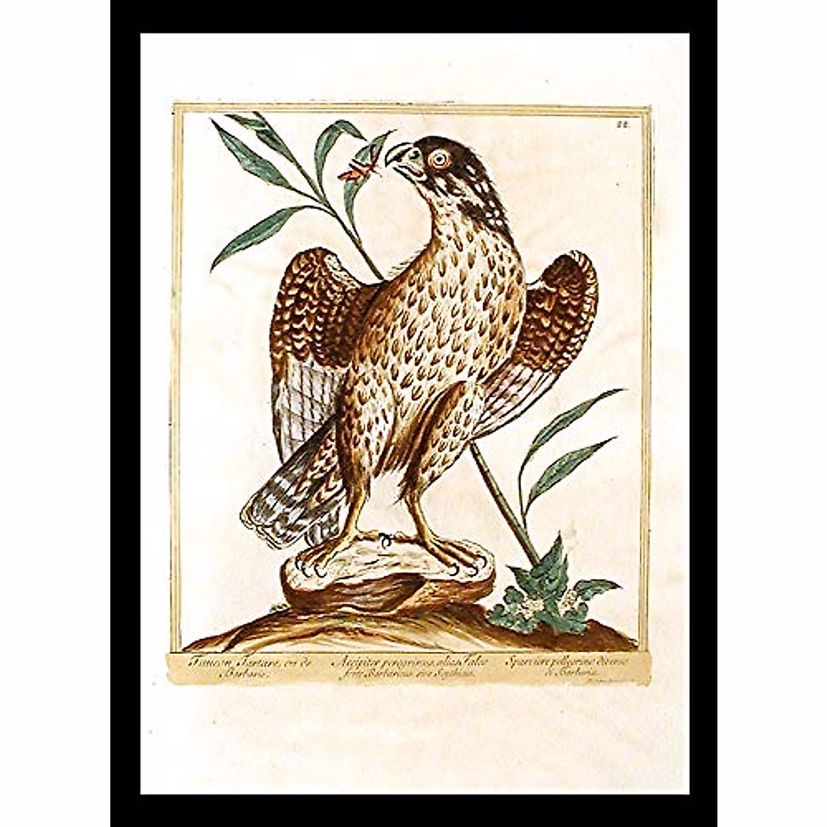 Faucon Tartare, ou de Barbarie [Barbary Falcon]