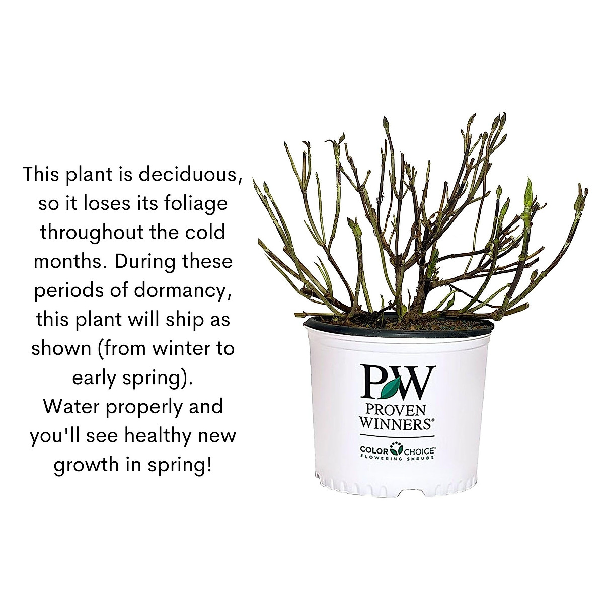 Proven Winner Double Play Doozie Spirea, 2 Gal, Red to Purple Flowers