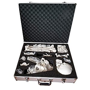 Axis Scientific Disarticulated Skeleton Storage Case Included, Skeleton Model Sold Separately